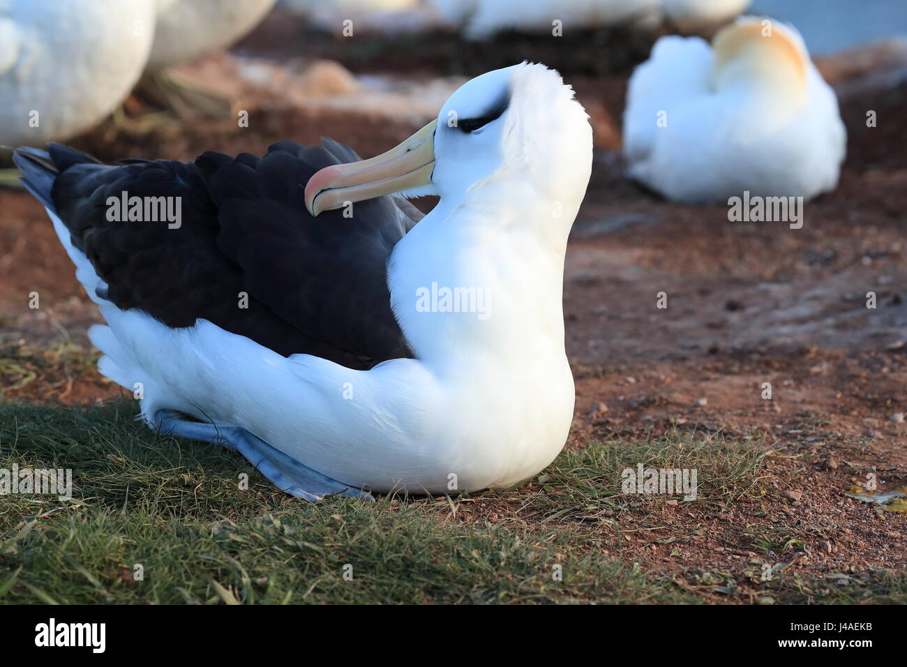 Black-browed Albatros ( Thalassarche melanophris ) or Mollymawk ...