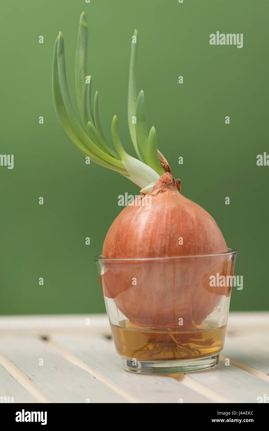 One sprout onion and green background Stock Photo - Alamy