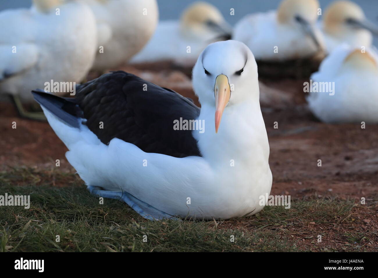 Black-browed Albatros ( Thalassarche melanophris ) or Mollymawk ...
