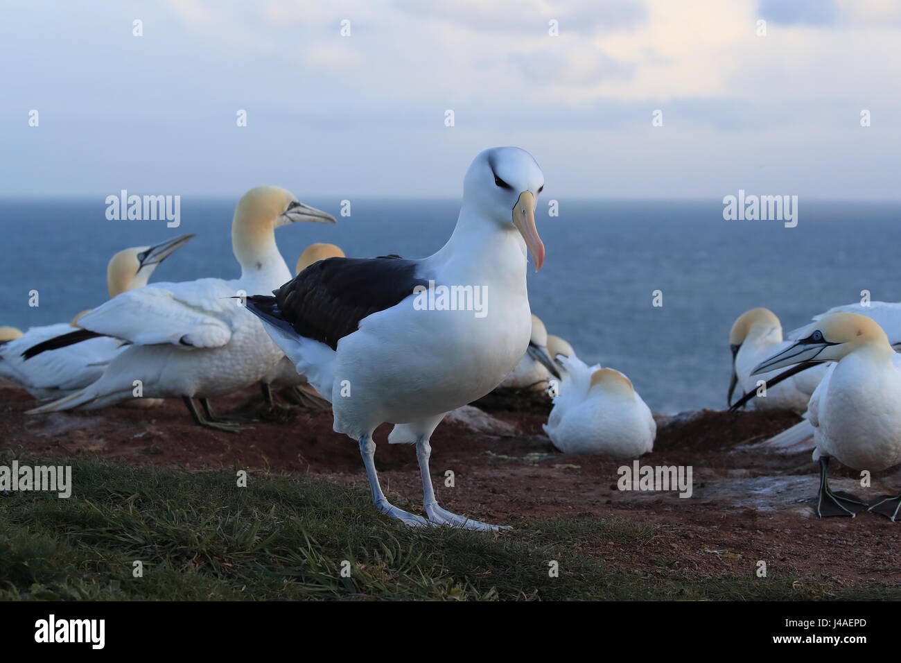 Black-browed Albatros ( Thalassarche melanophris ) or Mollymawk ...