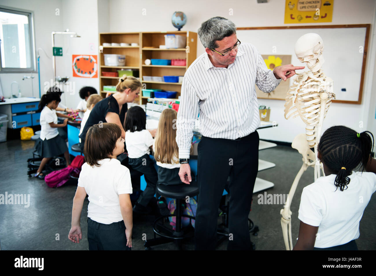 Diverse kindergarten students learning study skeleton structure in ...