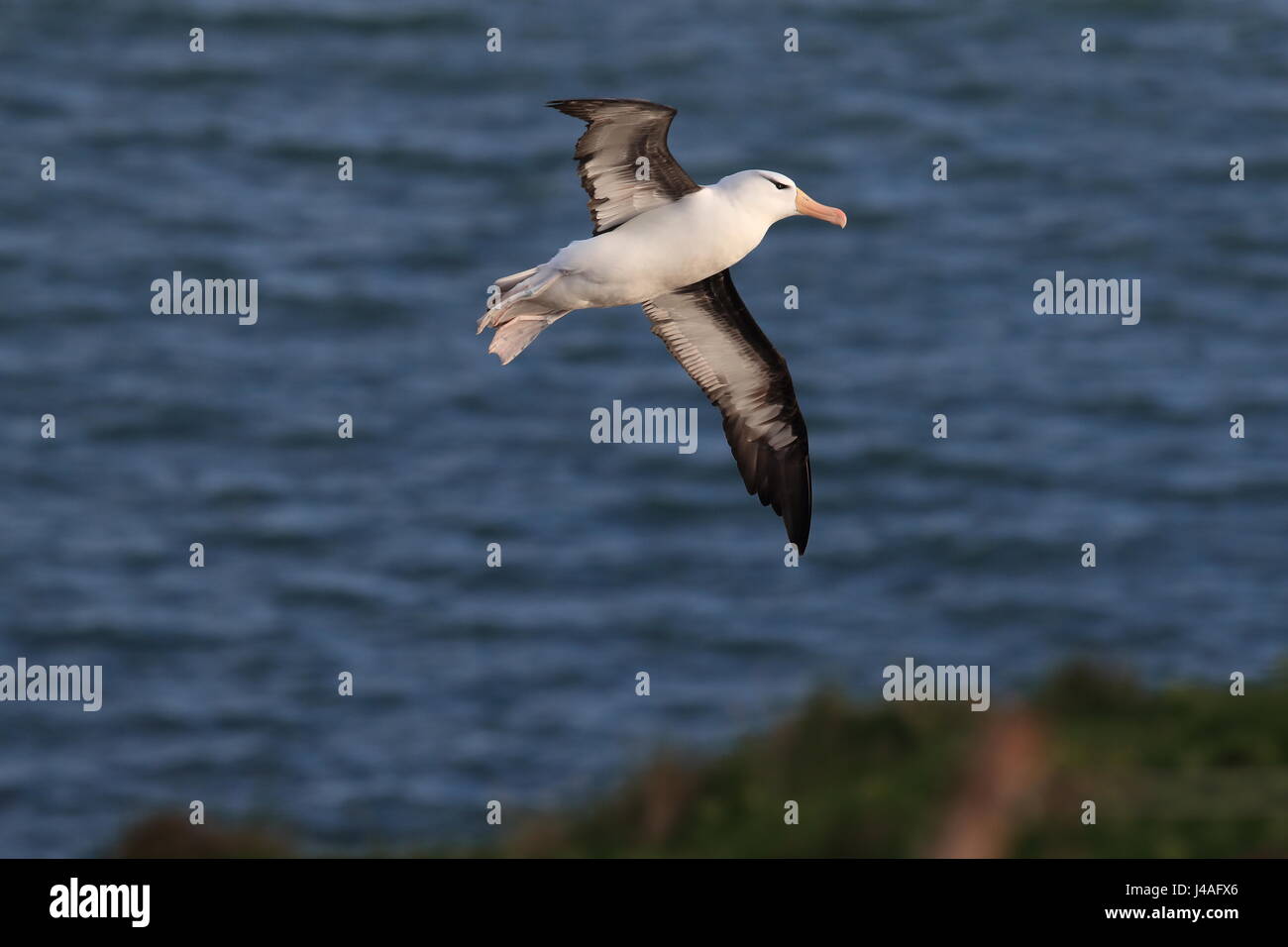 Black-browed Albatros ( Thalassarche melanophris ) or Mollymawk ...