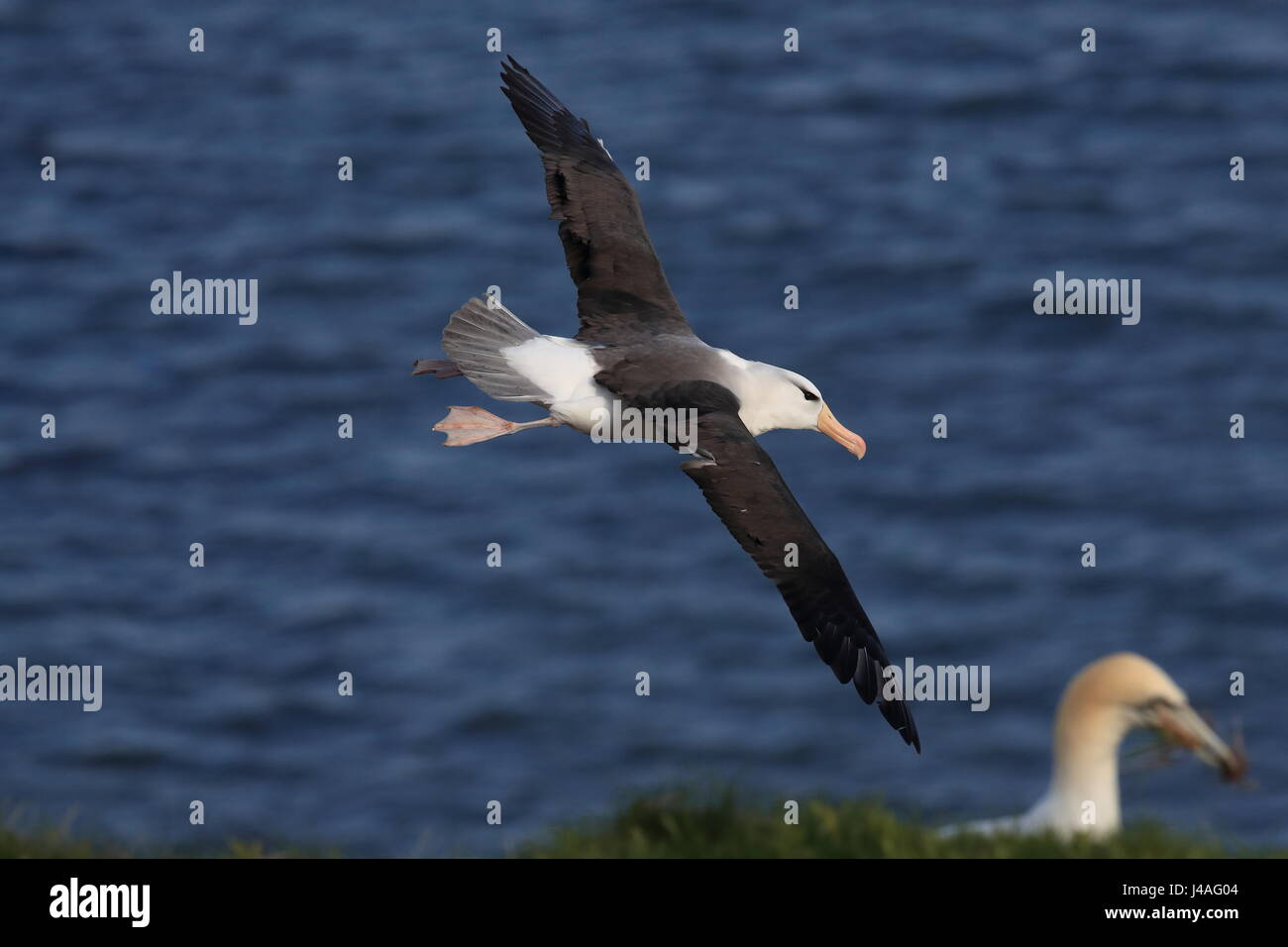 Black-browed Albatros ( Thalassarche melanophris ) or Mollymawk ...