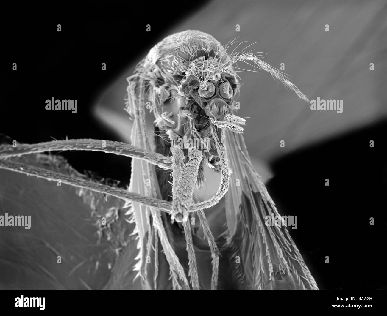 Mosquito head hi-res stock photography and images - Alamy