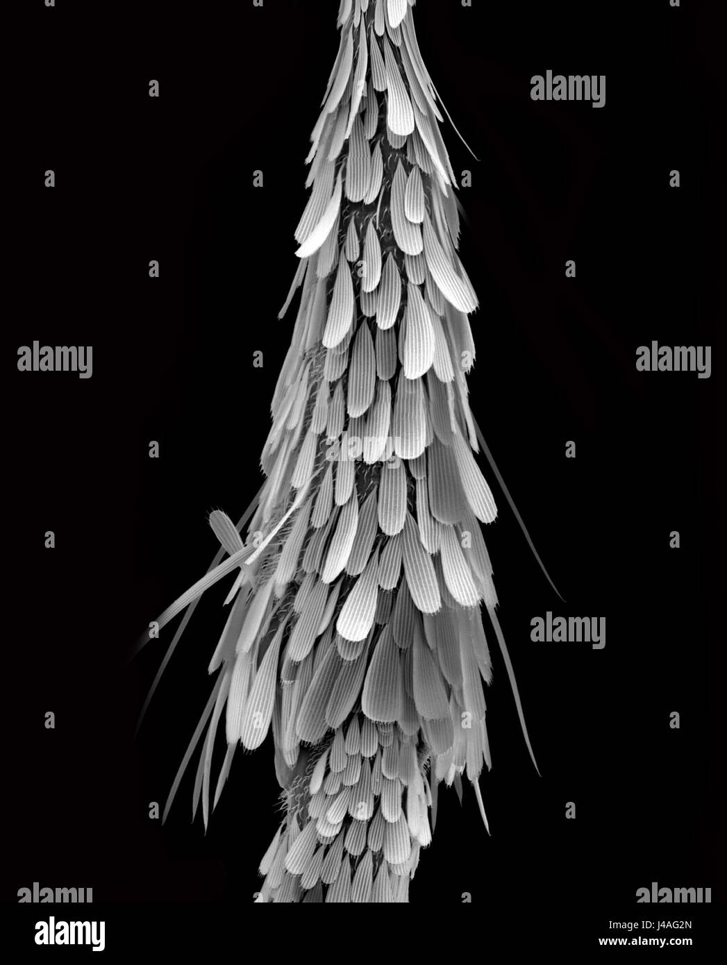 Mosquito leg microscope hi-res stock photography and images - Alamy