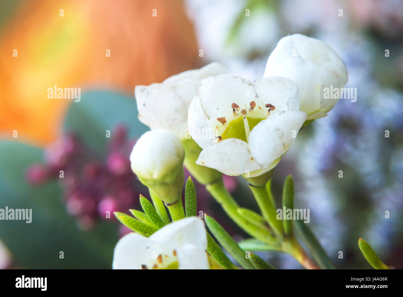 Chamelaucium hi-res stock photography and images - Alamy