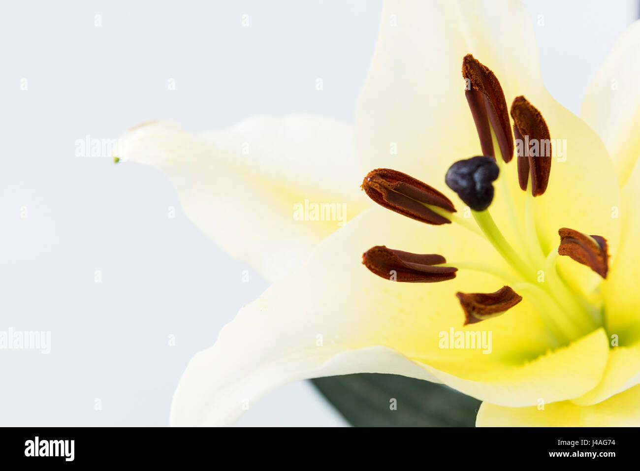 Closeup White Lilly with Yellow Pollen on White Background Stock Photo ...