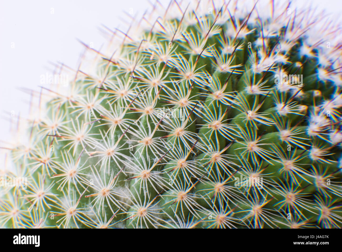 Cactus Spikes Nature Houseplant Background Stock Photo - Alamy