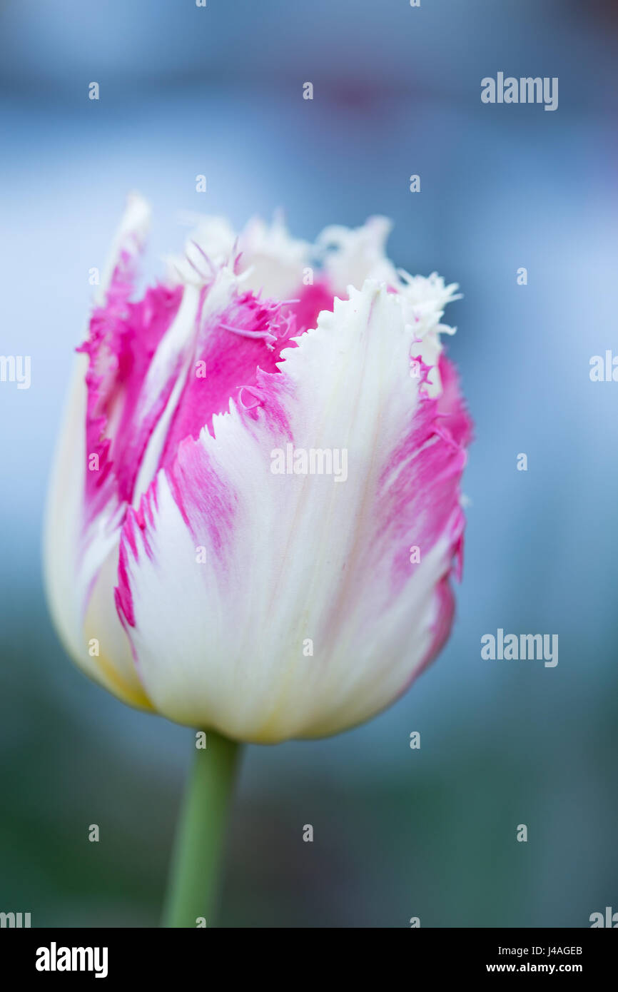 pink tulip closeup Stock Photo - Alamy