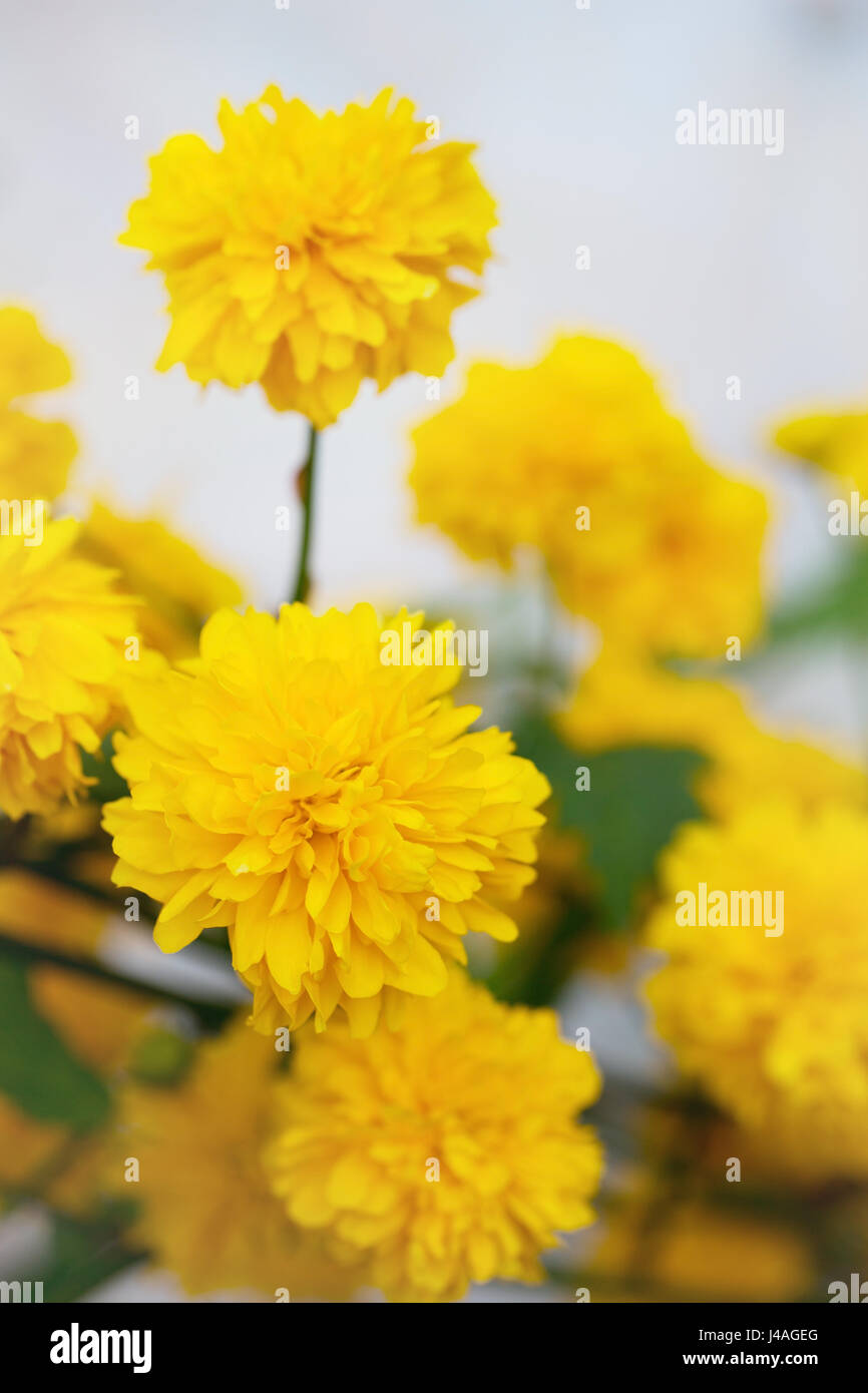 Japanesekeriya hi-res stock photography and images - Alamy