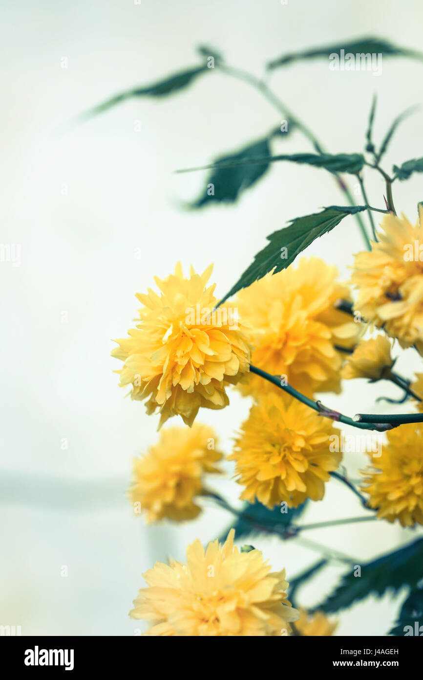 Japanesekeriya hi-res stock photography and images - Alamy