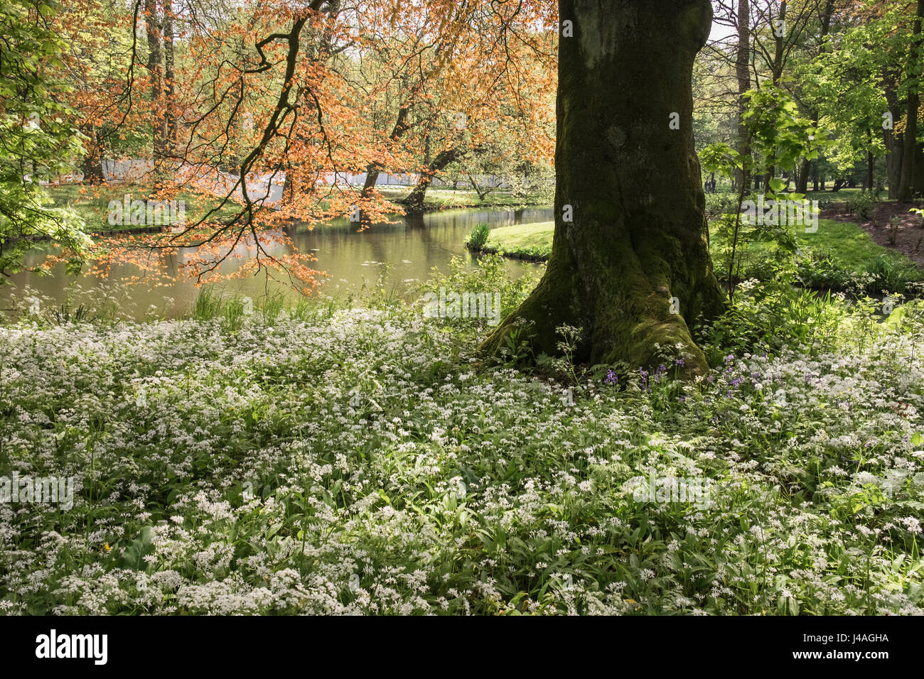 Het Park garden with fresh spring foliage, Rotterdam, The Netherlands ...