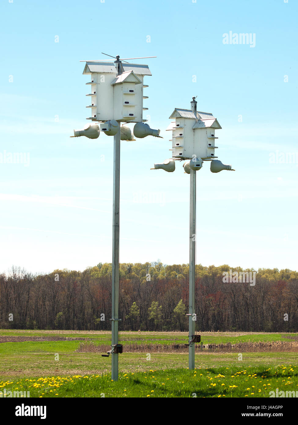 Purple martin birdhouse hi-res stock photography and images - Alamy