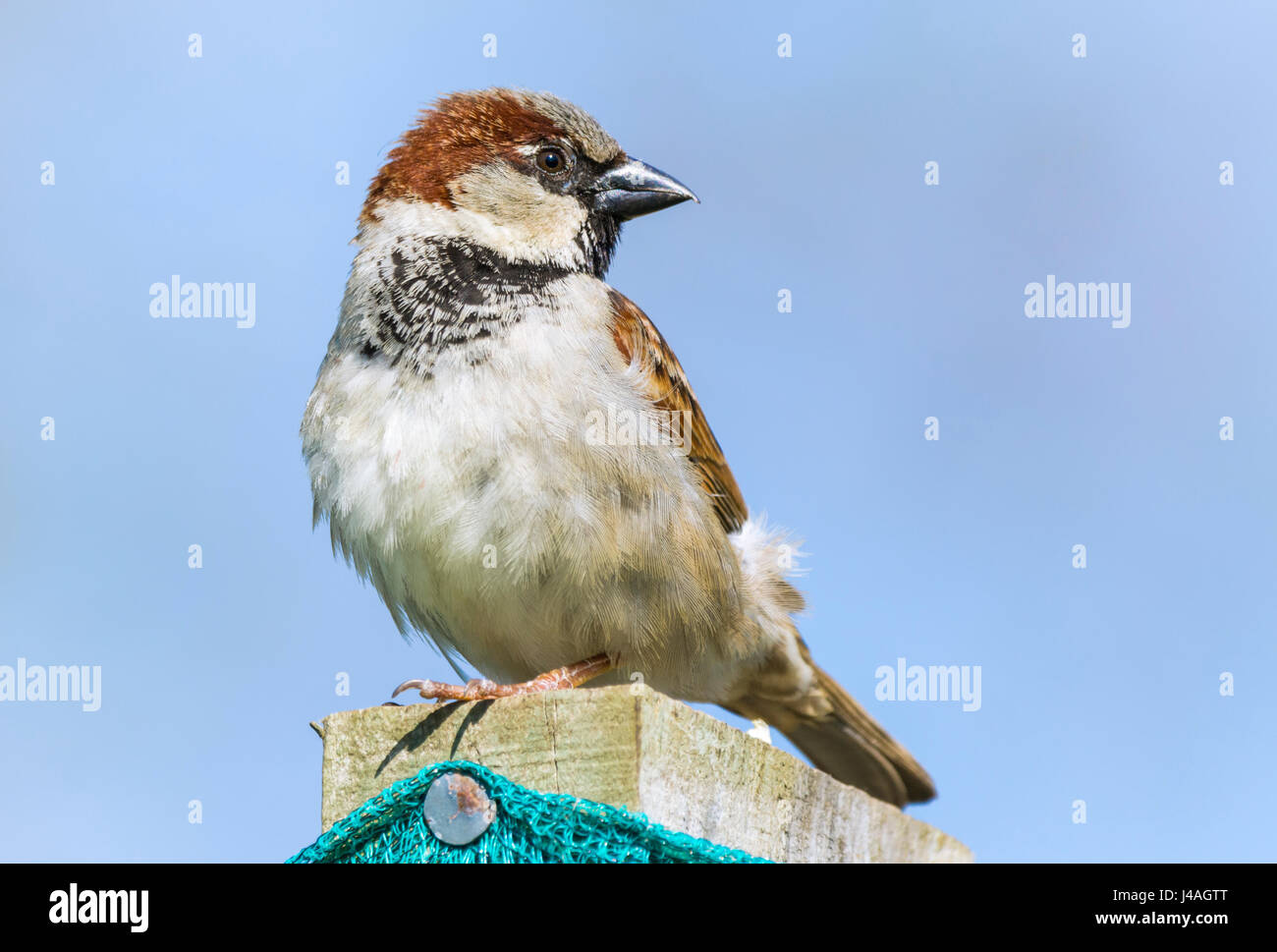 Male house sparrow hi-res stock photography and images - Alamy