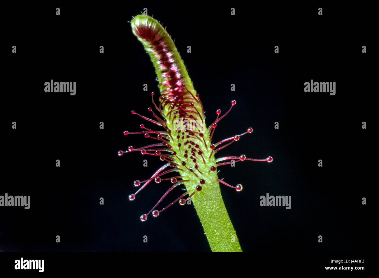 Sundew insect hi-res stock photography and images - Alamy
