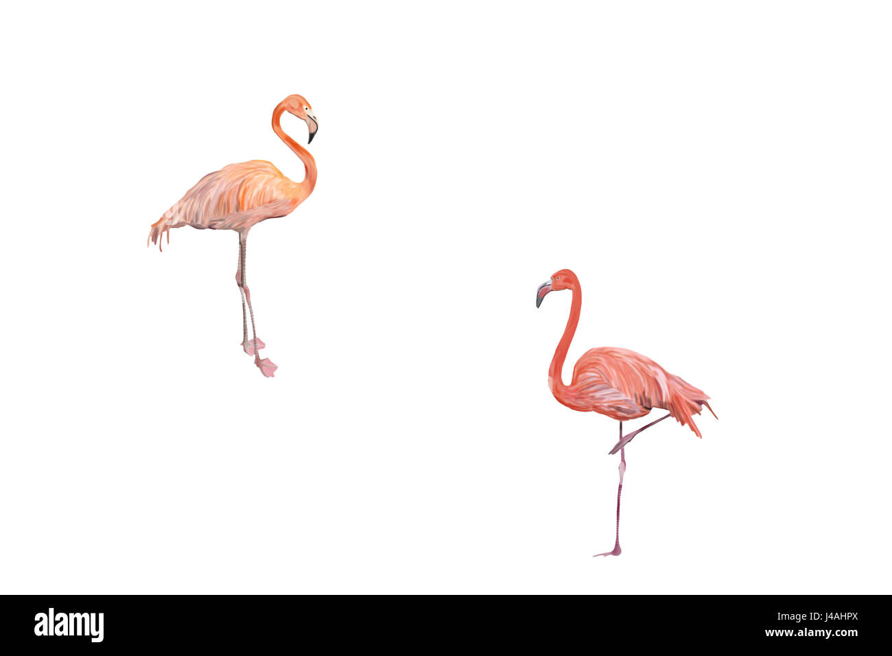 Flamingos isolated on white background Stock Photo - Alamy