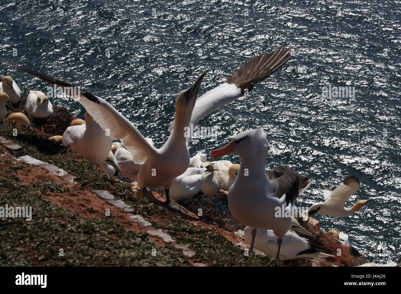 Black-browed Albatros ( Thalassarche melanophris ) or Mollymawk ...