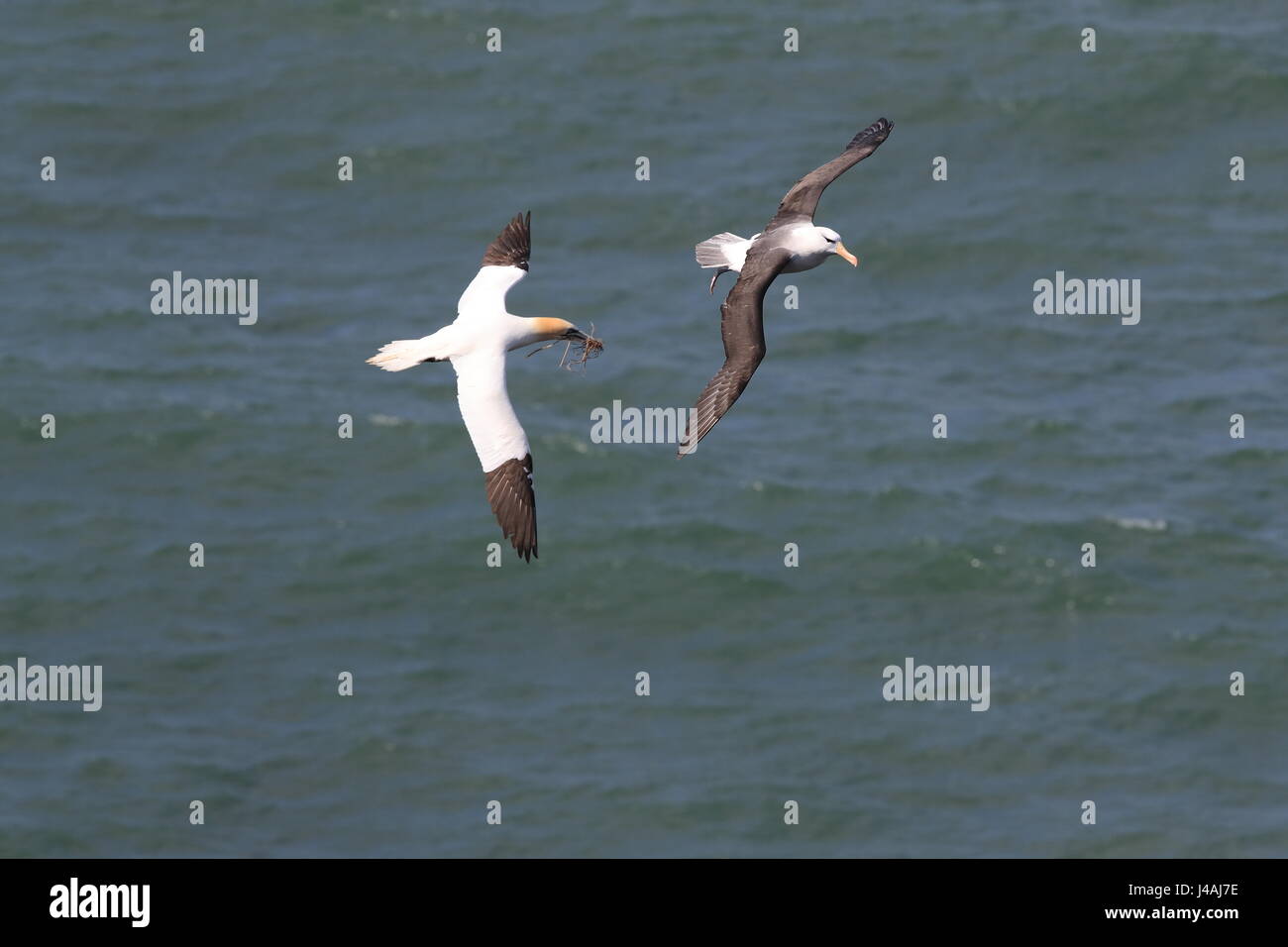 Black-browed Albatros ( Thalassarche melanophris ) or Mollymawk ...