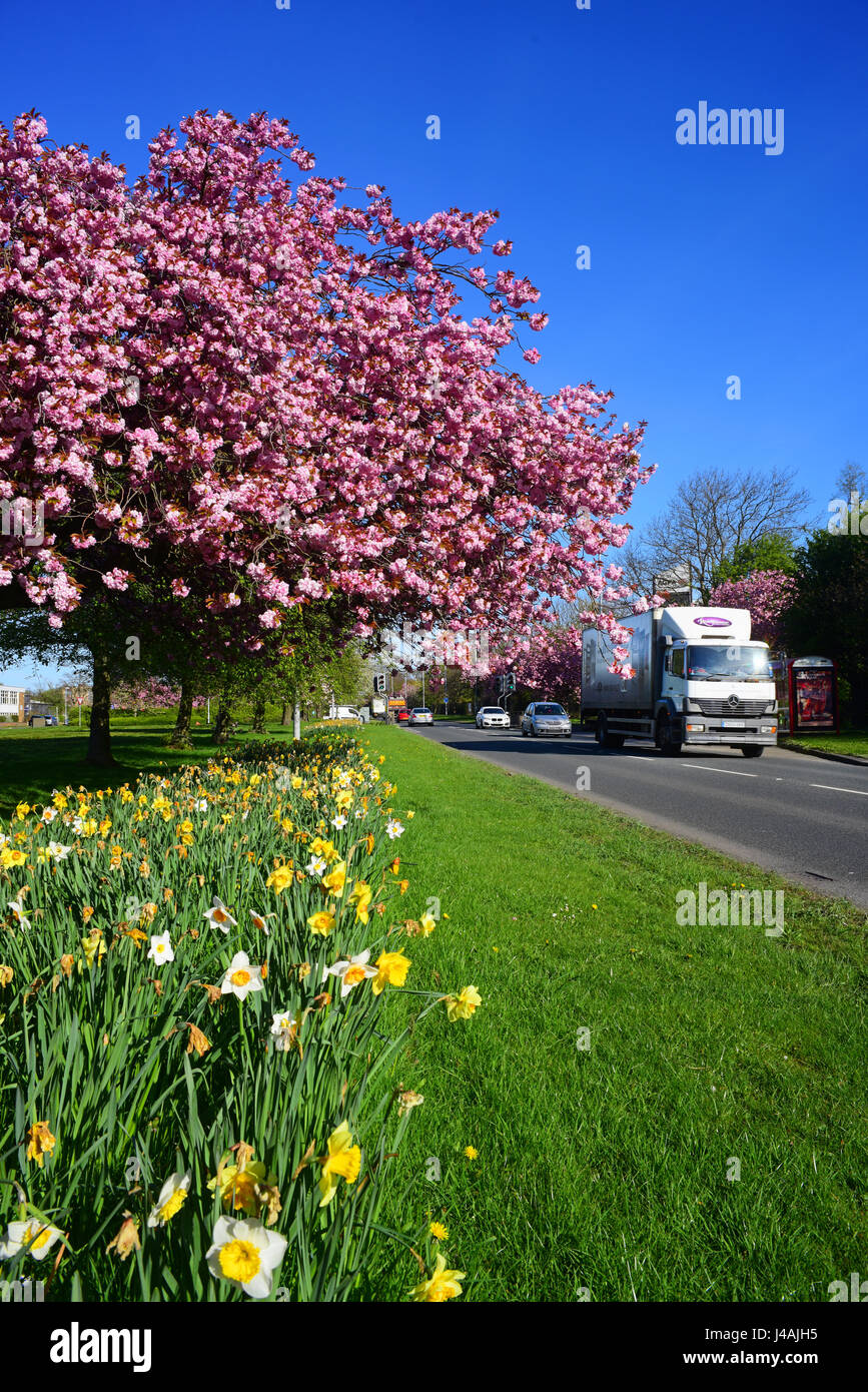 lorry passing roadside daffodils and cherry blossom trees leeds ...