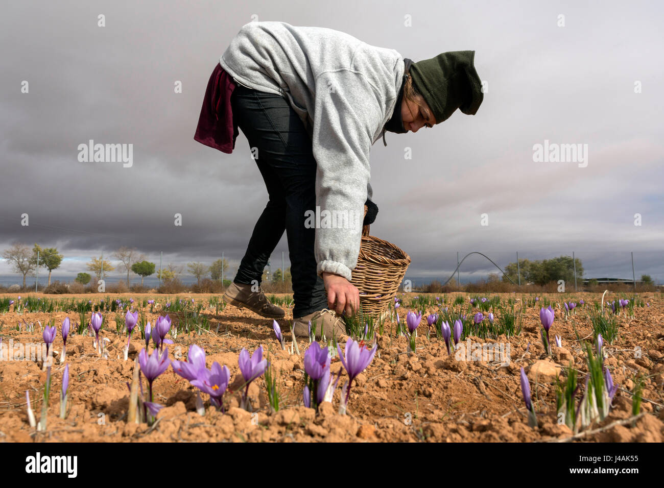 The collection of the saffron rose is a work that can only be done by ...