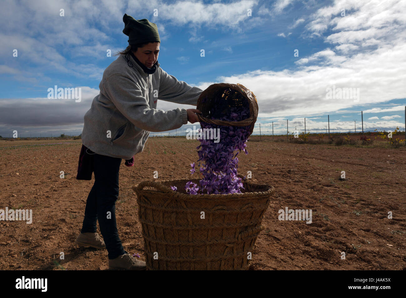 A woman pours the saffron rose in one of the baskets Stock Photo - Alamy