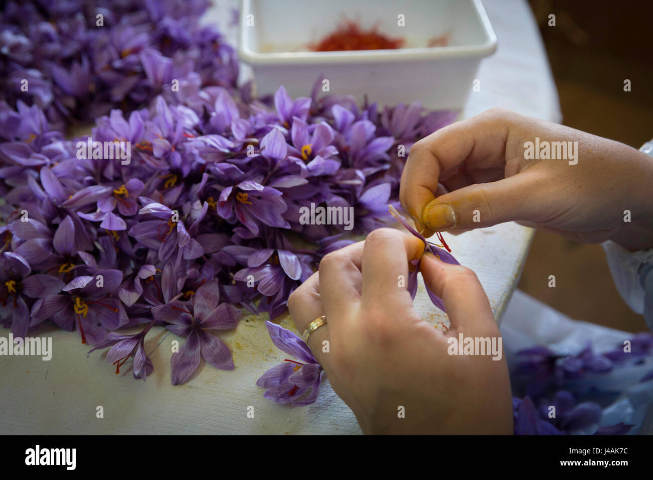 Peel the saffron flower to get the pistils Stock Photo - Alamy