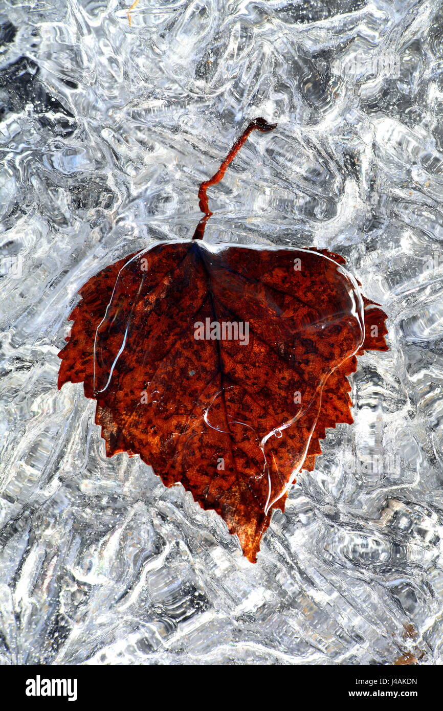 Birch leaf frozen inside ice Stock Photo - Alamy