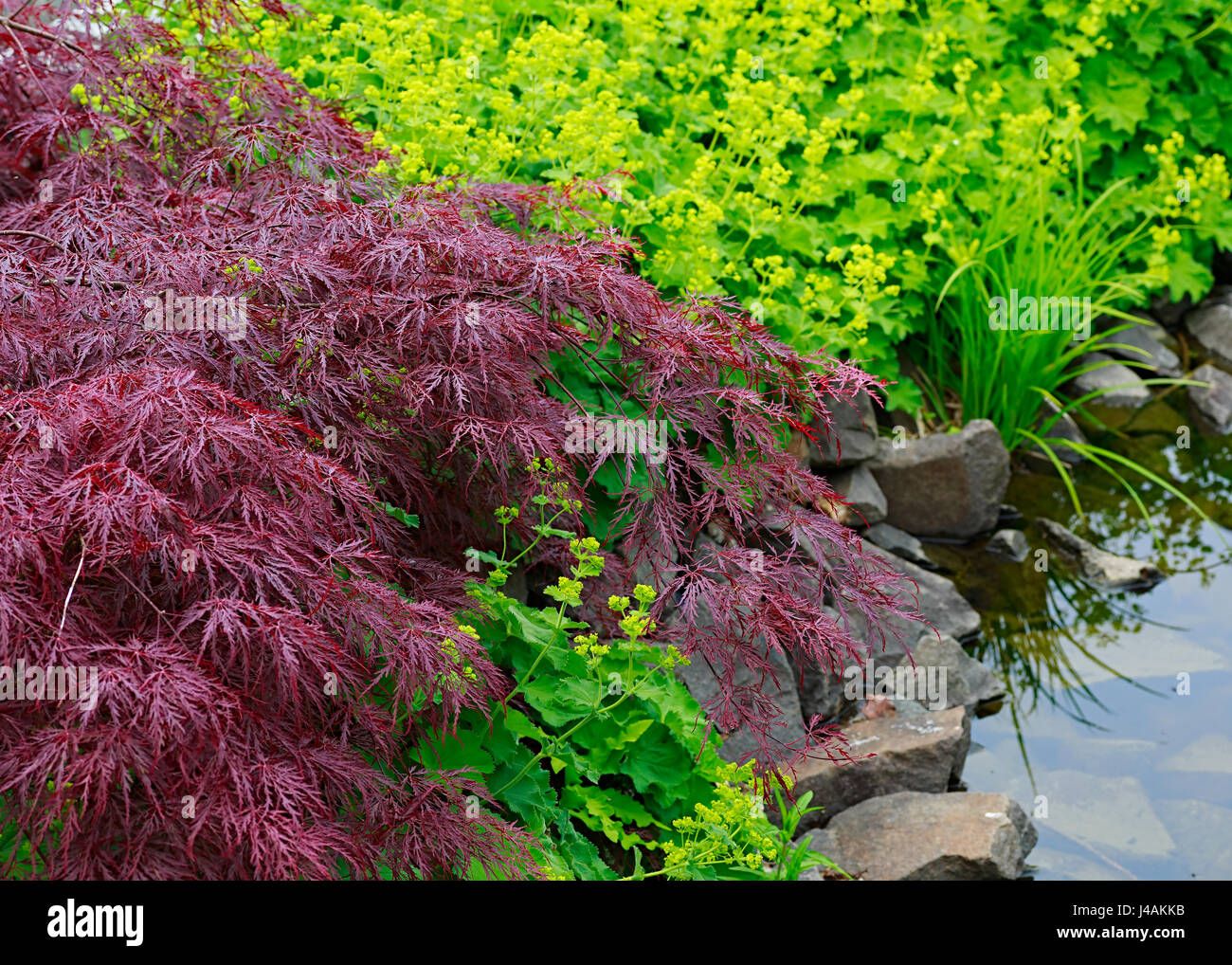 A fine leaf Japanese maple and lady's mantel (Alchemilla mollis) beside ...