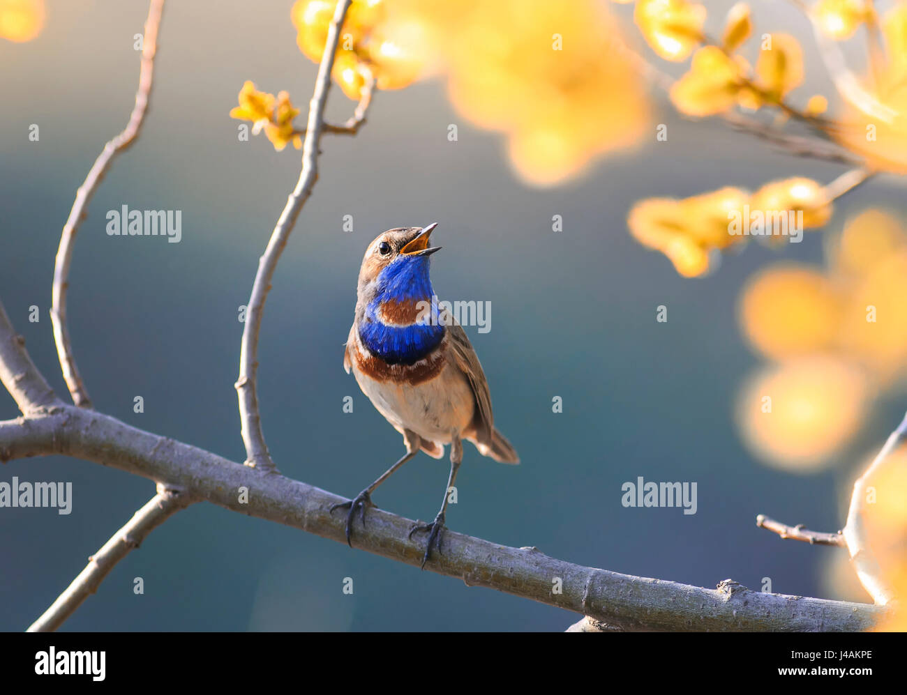 a blue bird sings in the spring garden on a blossoming tree branch ...