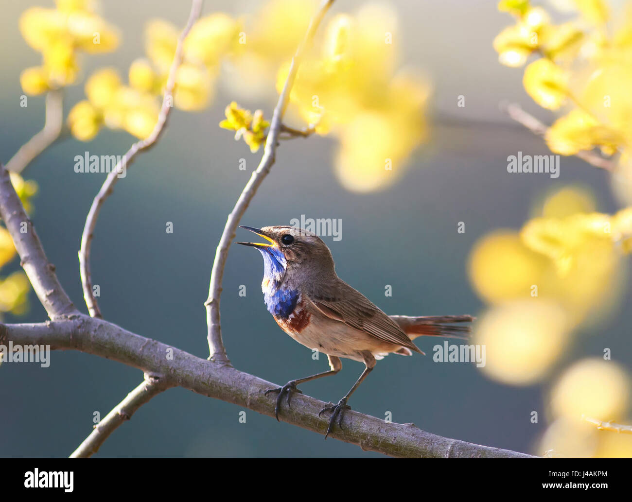 a blue bird sings in the spring garden on a blossoming tree branch ...