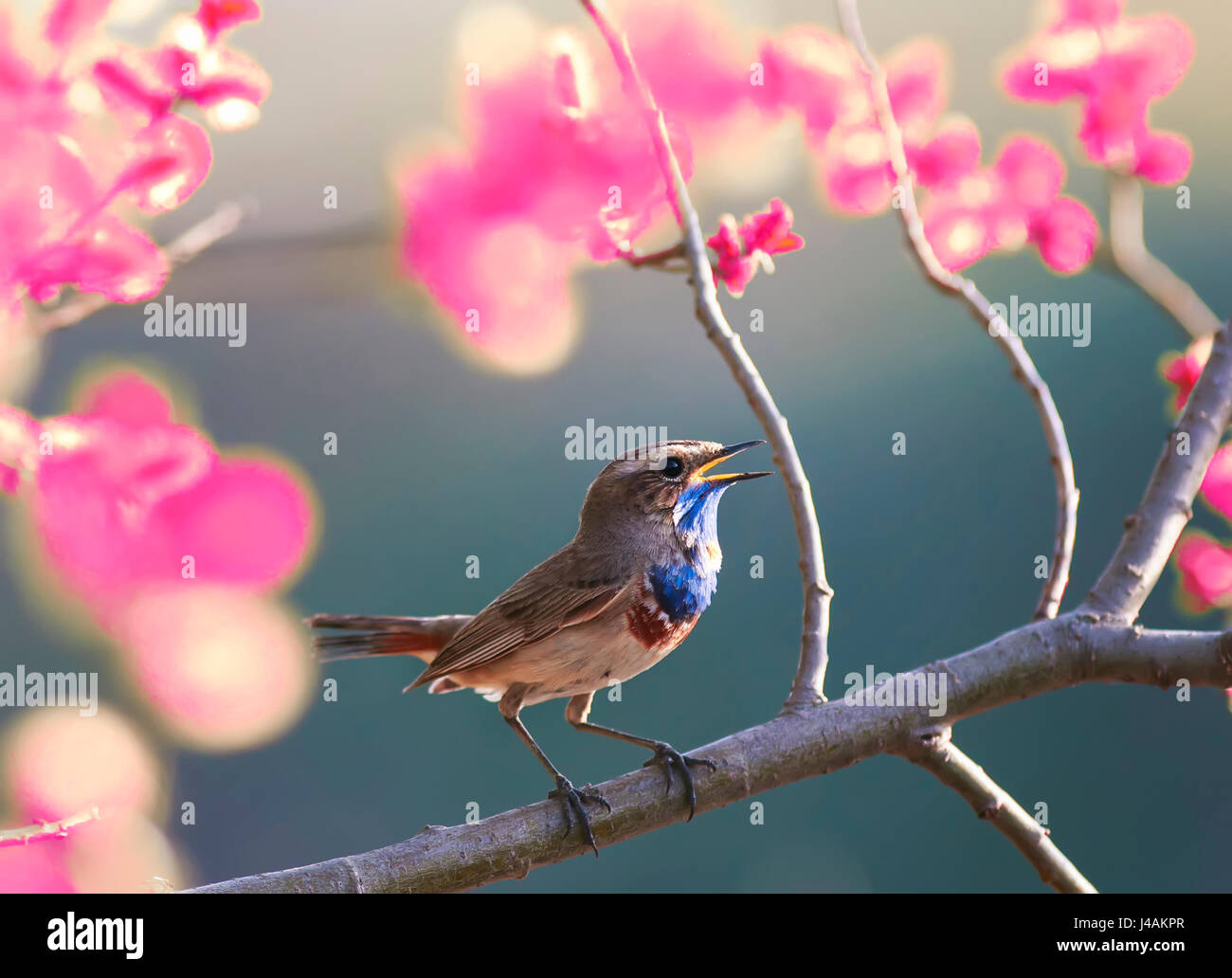 a blue bird sings in the spring garden blooming pink on a tree branch ...