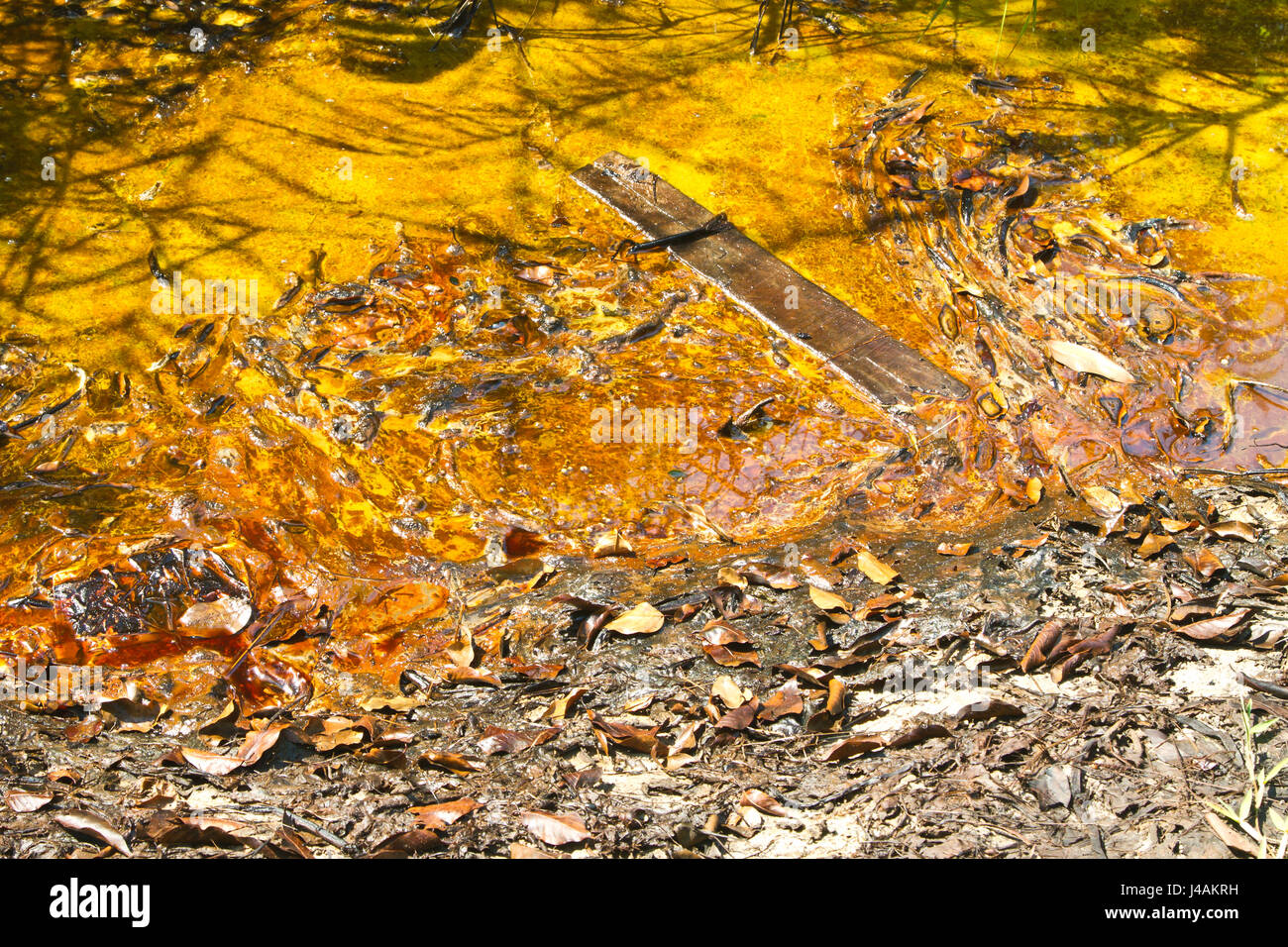 Rotten Algae High Resolution Stock Photography and Images - Alamy
