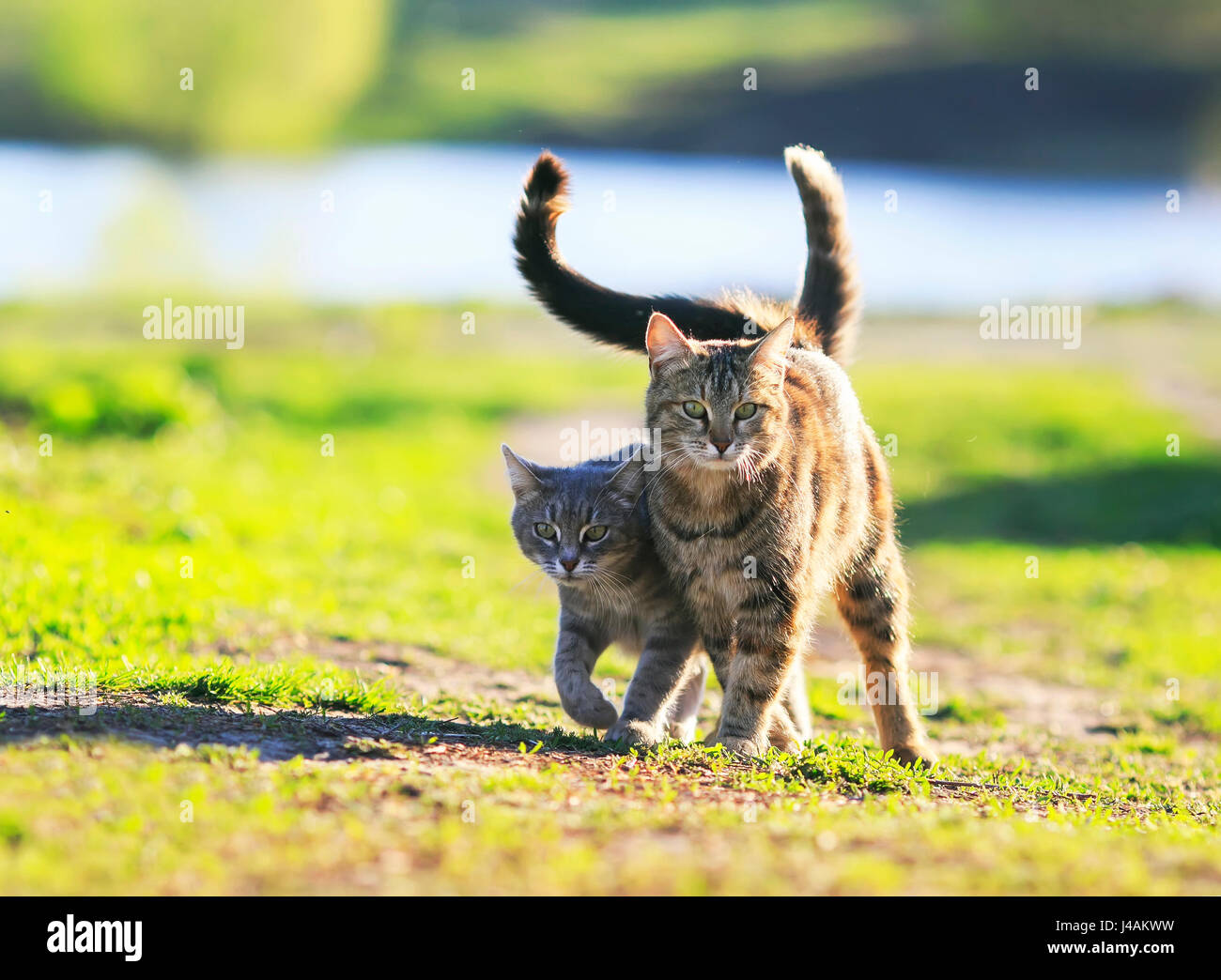 Two Cats Walking Together