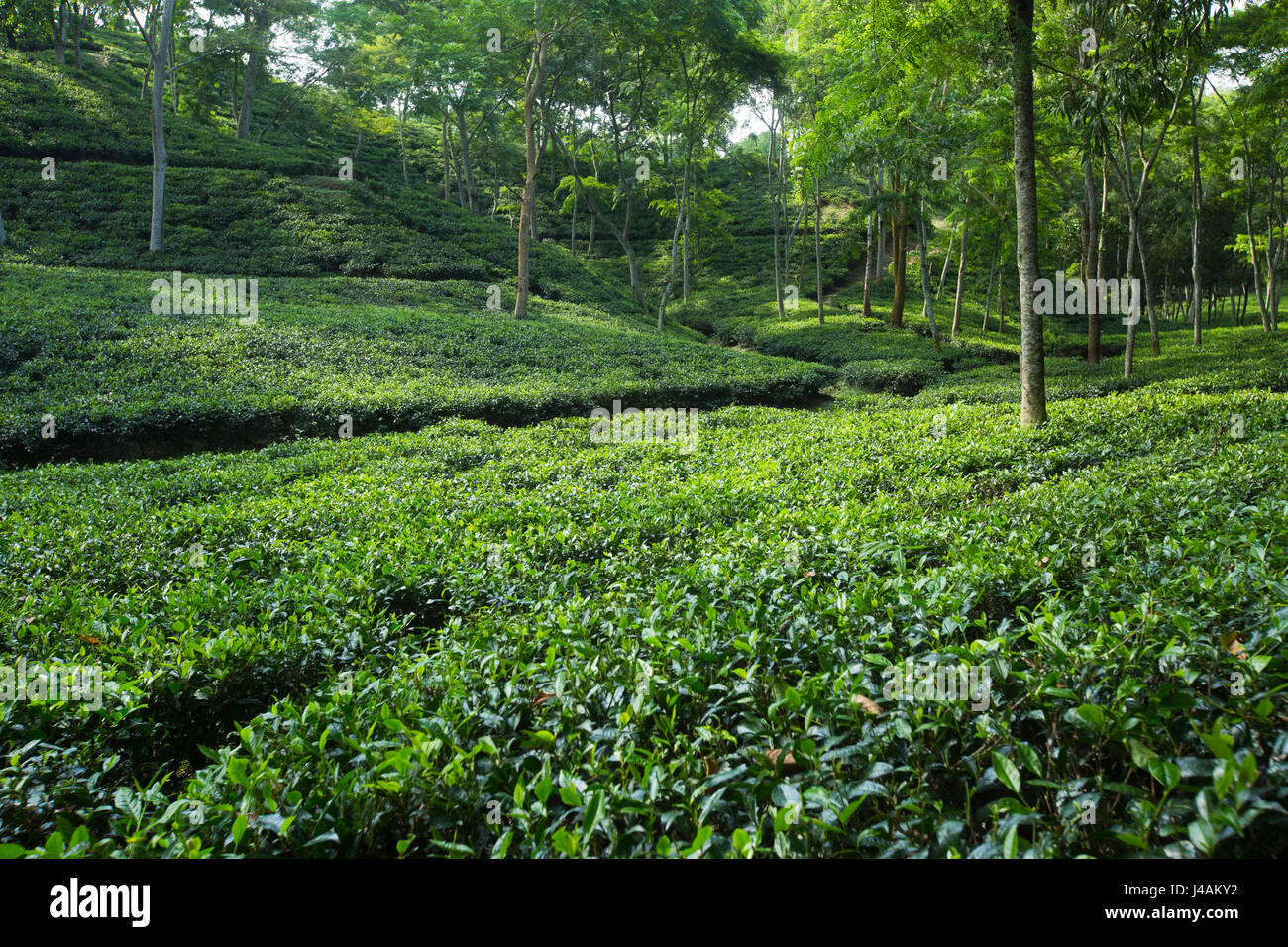 Tea garden at Srimangal. Moulvibazar, Bangladesh Stock Photo - Alamy
