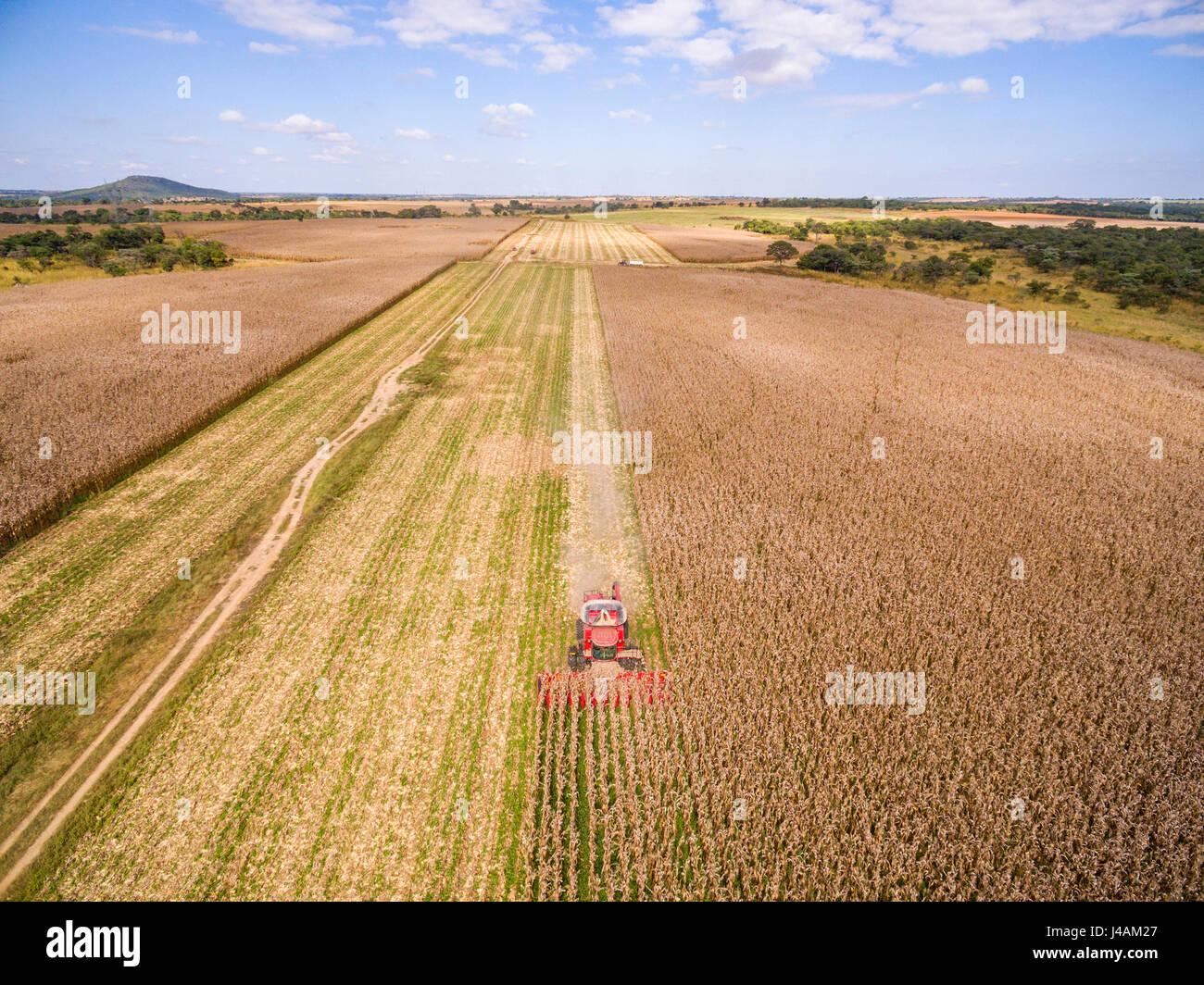 A red combine harvester reaps a maize field on a commercial farm in ...