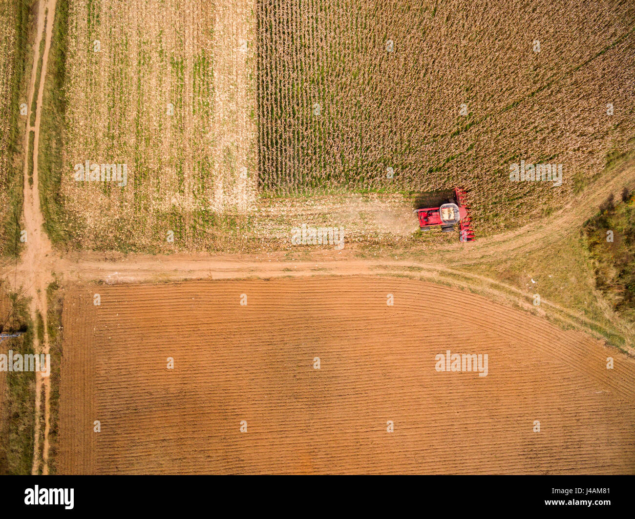 A red combine harvester reaps a maize field on a commercial farm in ...