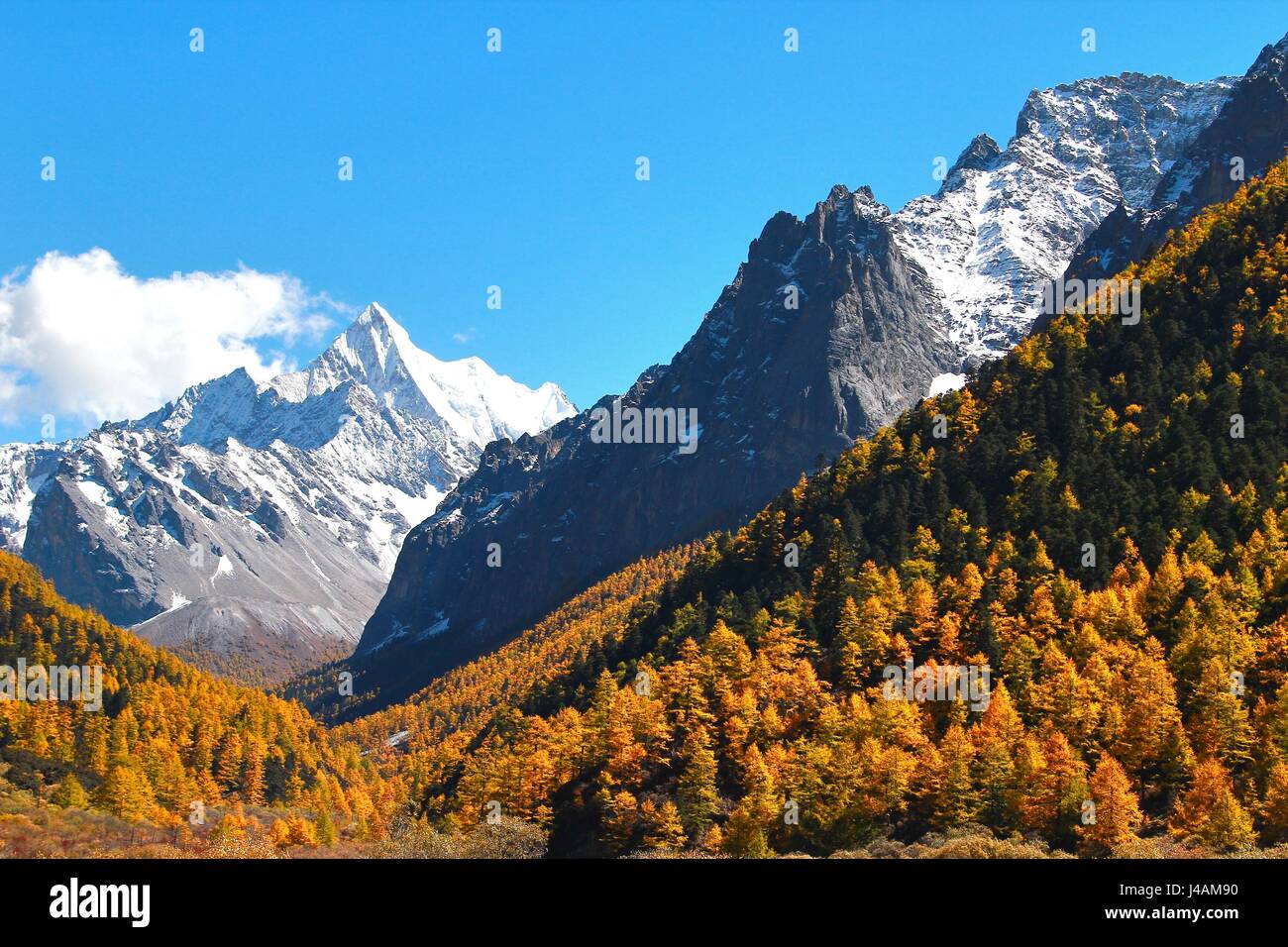The Autumn at Yading Nature Reserve in Daocheng County ,China Stock ...