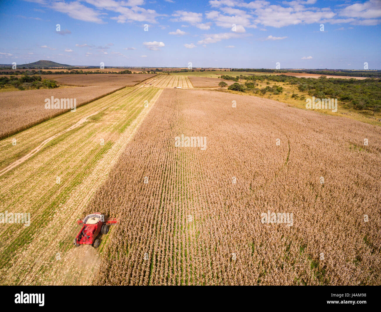 Maize crop commercial agriculture zimbabwe hi-res stock photography and ...