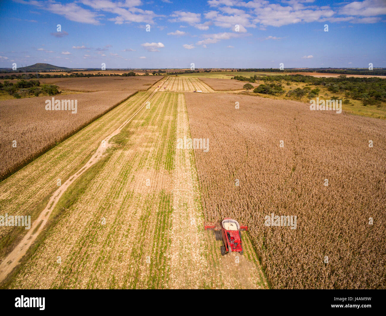 A red combine harvester reaps a maize field on a commercial farm in ...