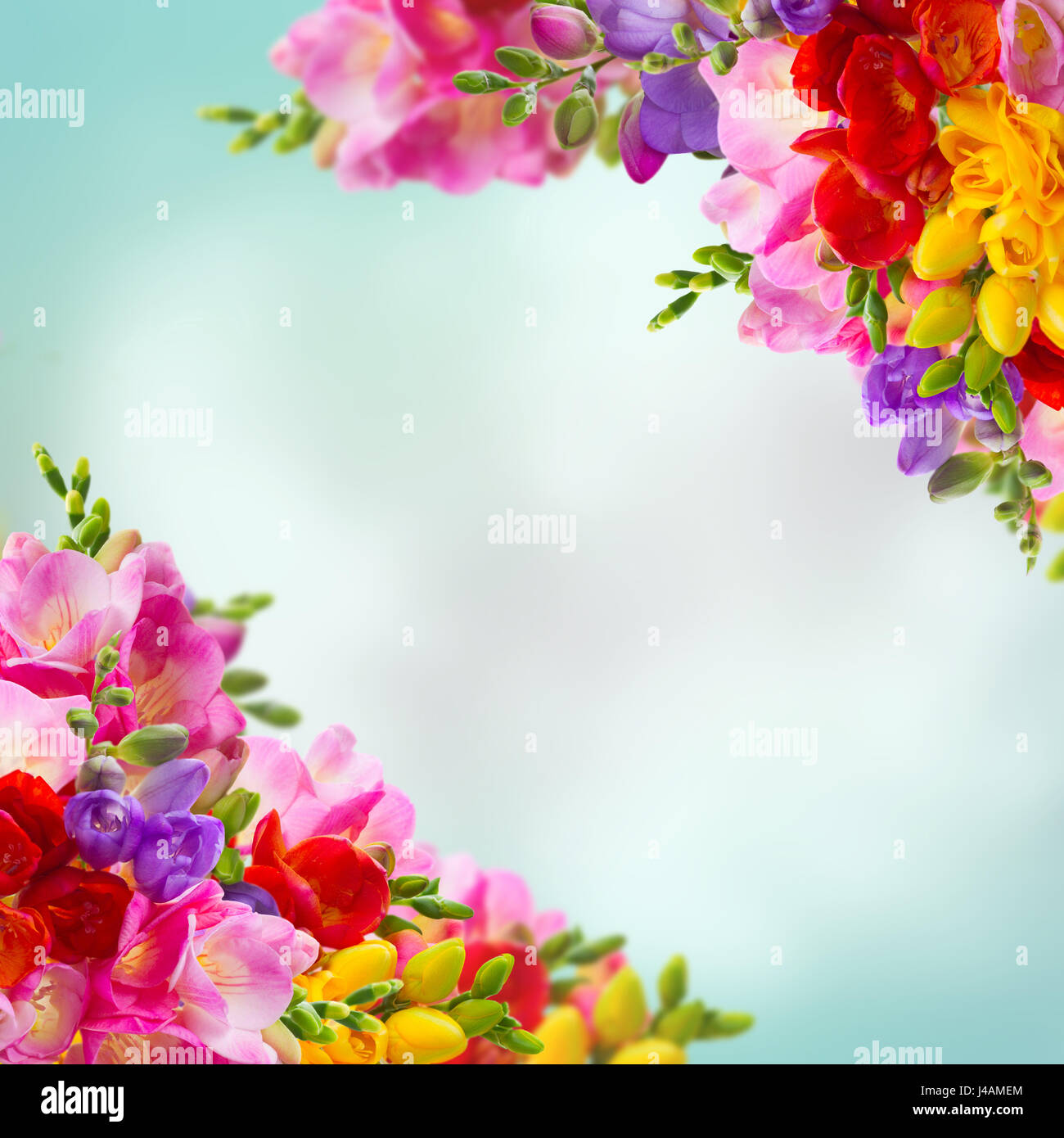 Fresh freesia flowers Stock Photo - Alamy
