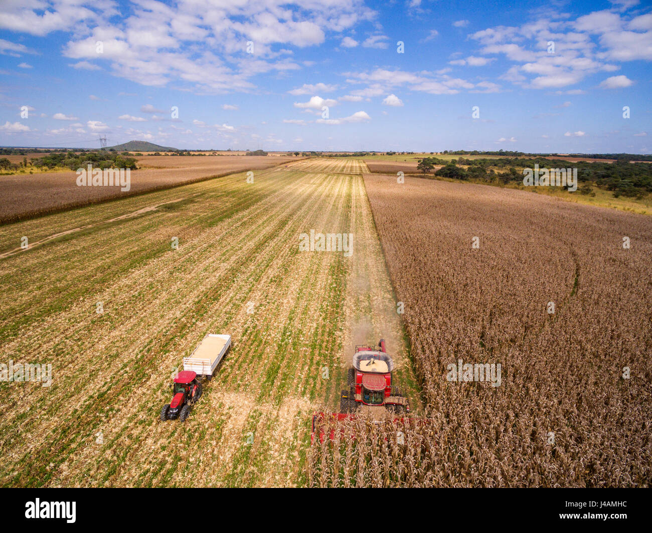 A red combine harvester reaps a maize field on a commercial farm in ...
