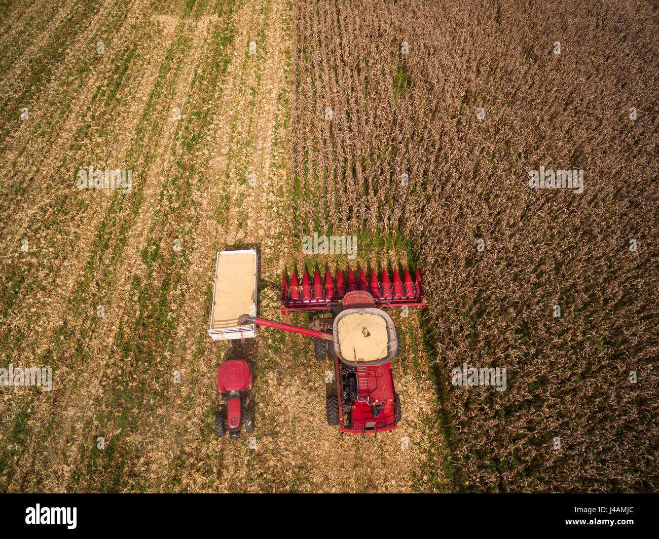 A red combine harvester reaps a maize field on a commercial farm in ...