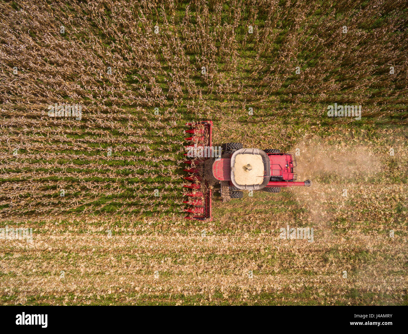 A red combine harvester reaps a maize field on a commercial farm in ...