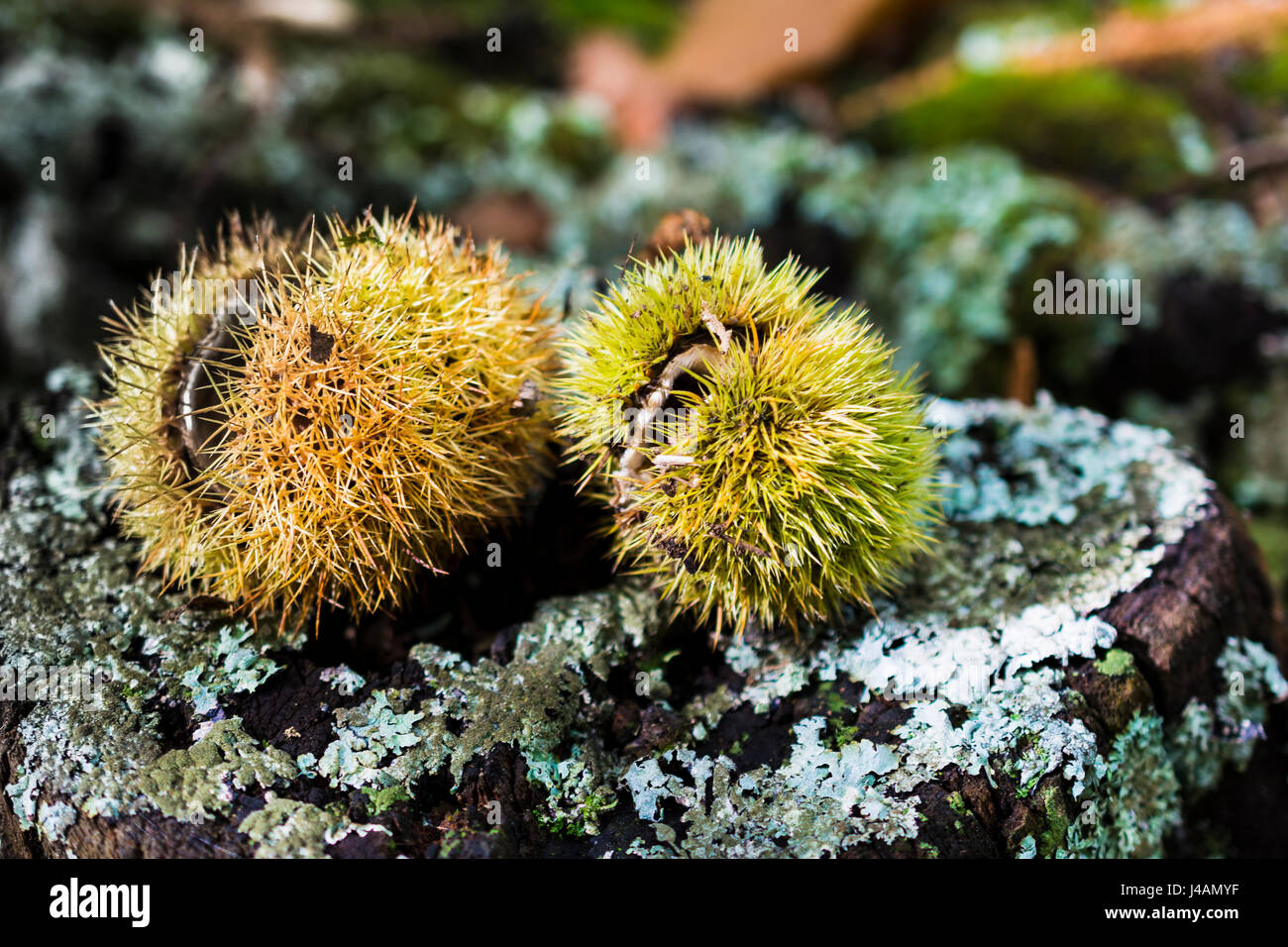 Chestnuts with the hedgehog hi-res stock photography and images - Alamy