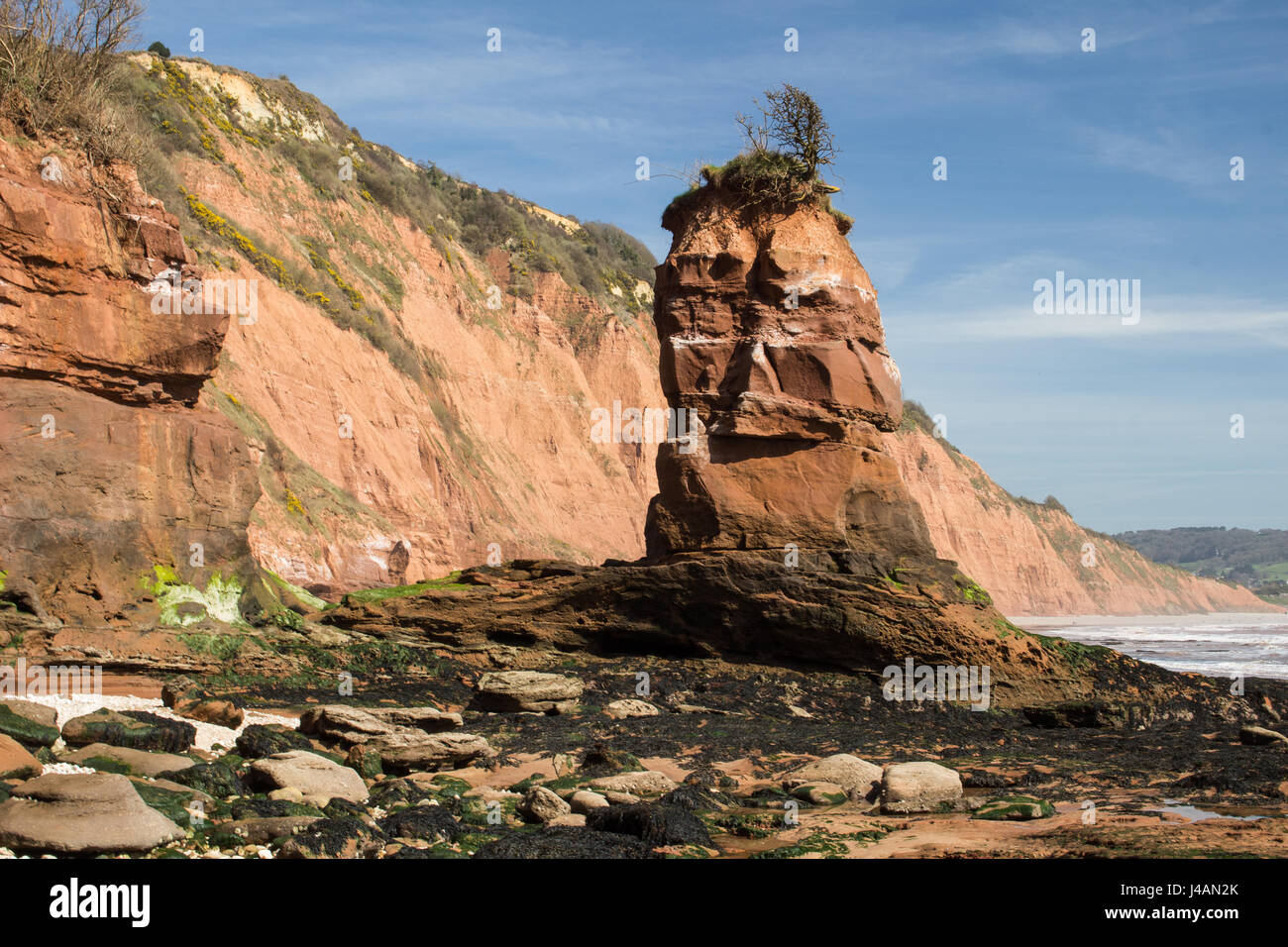 Red sandstone sea stack on the Jurassic Coast in Devon, England Stock ...