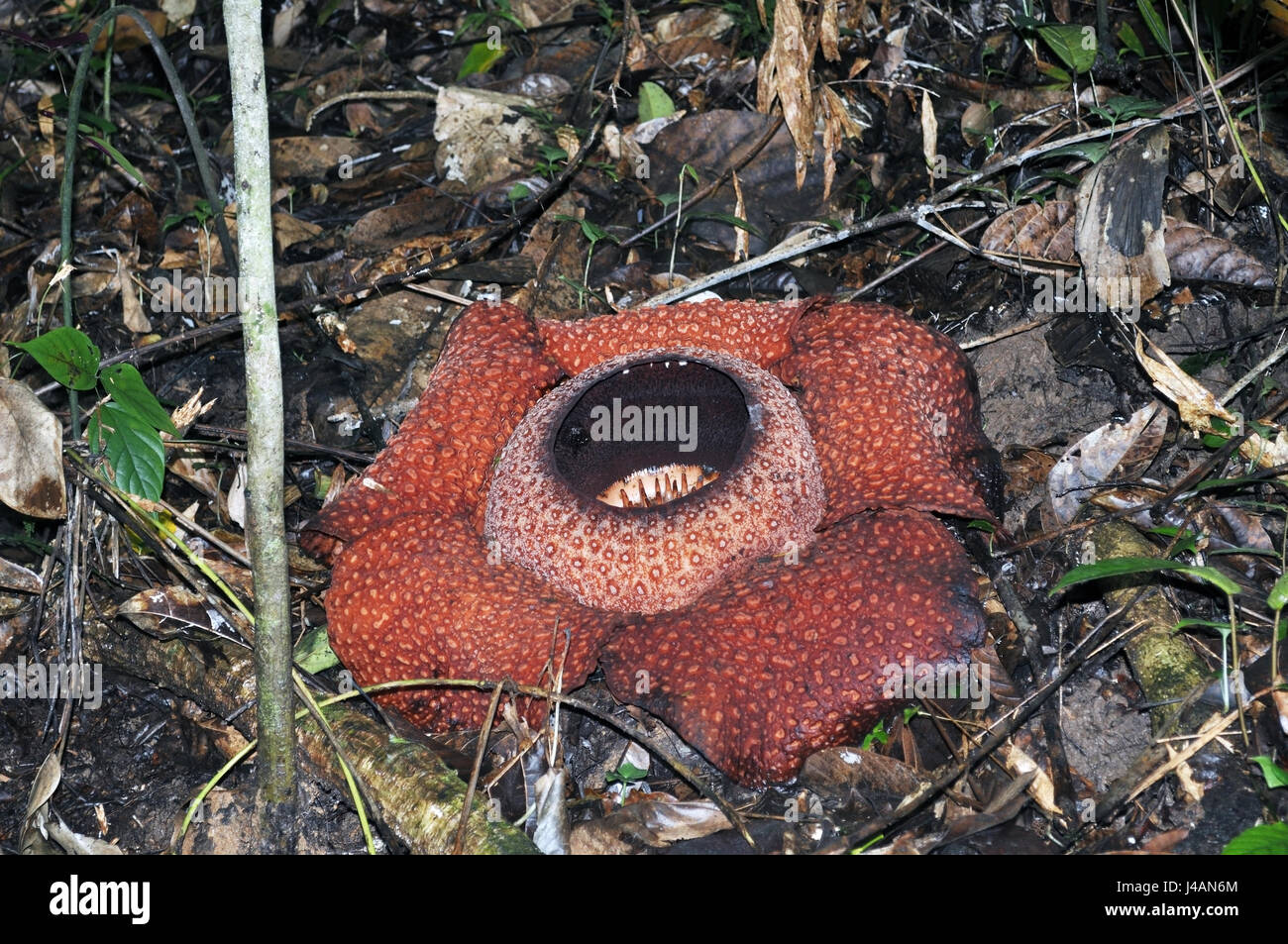Giant flower rafflesia arnoldii hi-res stock photography and images - Alamy