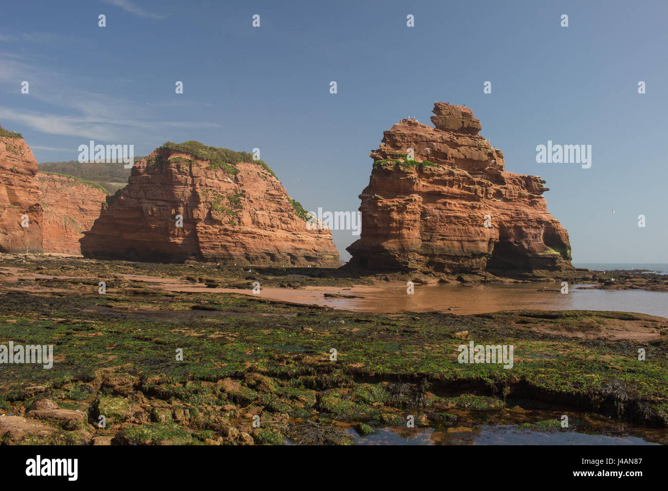 Sea stack devon hi-res stock photography and images - Alamy