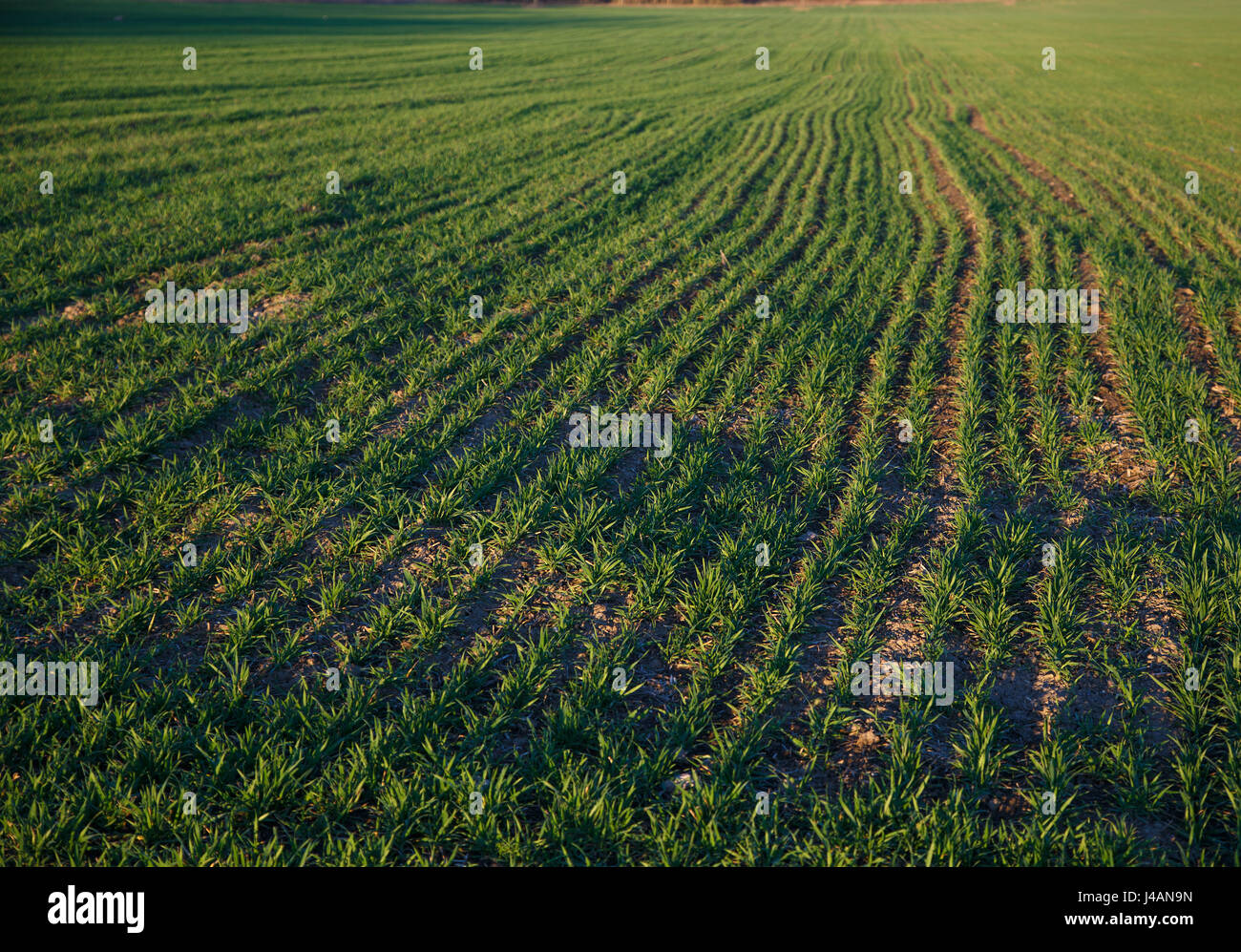 The first sprouts on the field sown with forage grass. Shot was taken ...