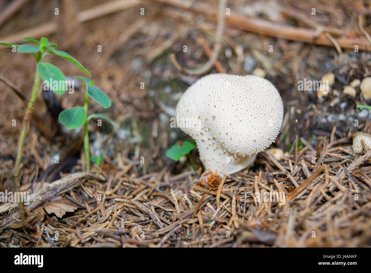 Lycoperdon Perlatum Fungi, Also Known As Common Puffball, Warted ...