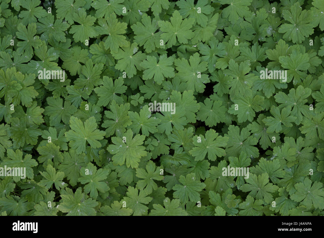green natural leavs Stock Photo - Alamy